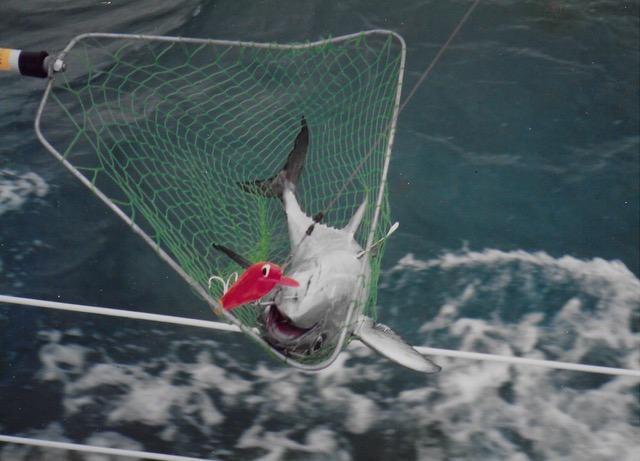 The Shark and the Sea Snake | Skip Rowland